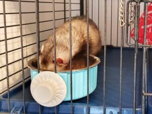 Best Ferret Litter Boxes & Pans Guide To Pick The Right One