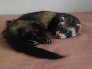 Complete Ferret Poop Guide: What Is Normal And What Isn't?