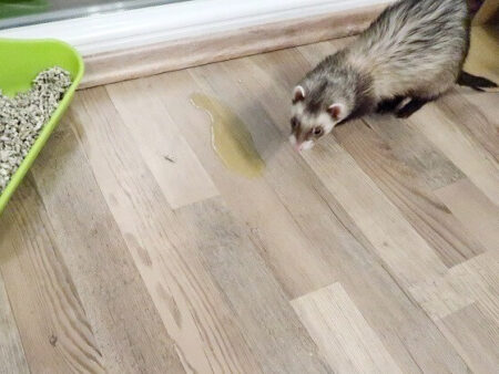 Guide For Keeping A Ferret As A Pet: Everything You Need To Know