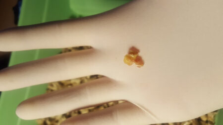 Complete Ferret Poop Guide: What Is Normal And What Isn't?