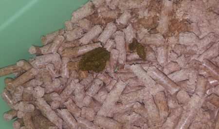 Complete Ferret Poop Guide: What Is Normal And What Isn't?