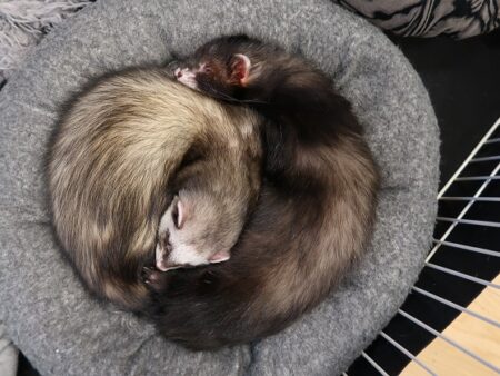 Complete Ferret Poop Guide: What Is Normal And What Isn't?