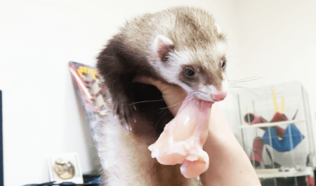 Are Ferrets Considered Rodents And Why That Isn't True