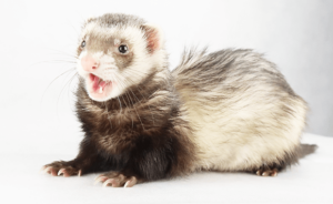 Are Ferrets Considered Rodents And Why That Isn't True