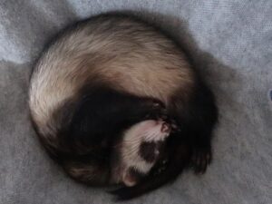 Complete Ferret Poop Guide: What Is Normal And What Isn't?