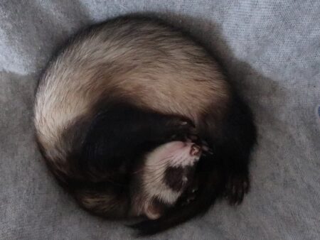 Complete Ferret Poop Guide: What Is Normal And What Isn't?