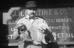 Ferret Domestication History - How & When It All Happened?