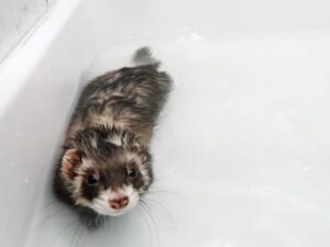 Complete Ferret Poop Guide: What Is Normal And What Isn't?