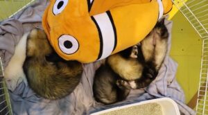 Ferret body types: Bulldog, Greyhound And Whippet Ferrets