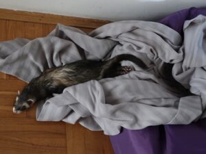 Ferret body types: Bulldog, Greyhound And Whippet Ferrets