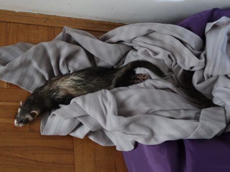 Ferret body types: Bulldog, Greyhound And Whippet Ferrets
