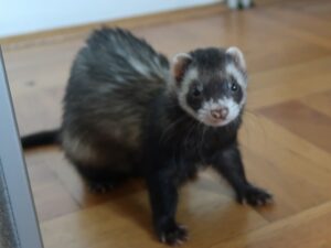 Complete Ferret Poop Guide: What Is Normal And What Isn't?