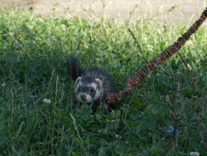 Guide For Keeping A Ferret As A Pet: Everything You Need To Know