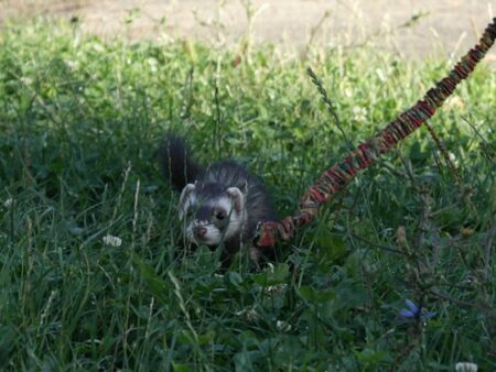 Guide For Keeping A Ferret As A Pet: Everything You Need To Know