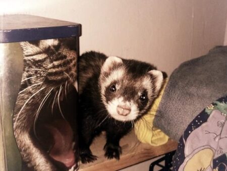 Are Ferrets Affectionate? How Ferrets Show Affection?