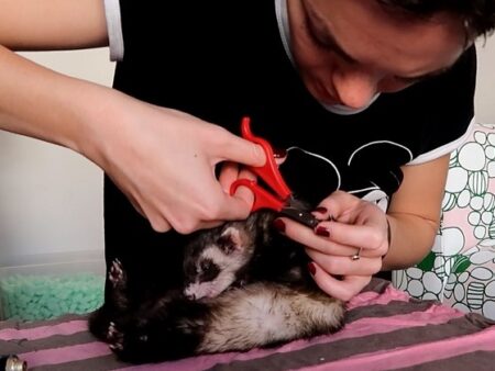 Complete Ferret Poop Guide: What Is Normal And What Isn't?