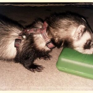 Going to the vet - Friendly Ferret