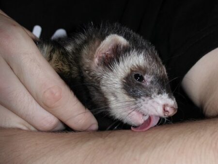 Signs Of A Sick Ferret: How To Recognize Them To React?