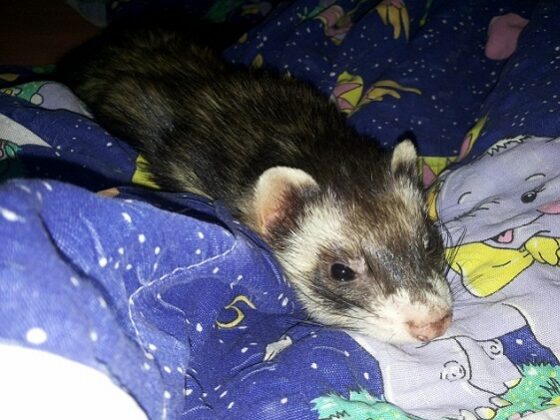 Angora Ferrets: What Do You Need To Know About This Type Of Ferret?