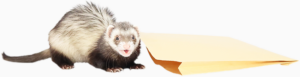 Good Ferret Age Span In Years: Life Expectancy Of Ferrets