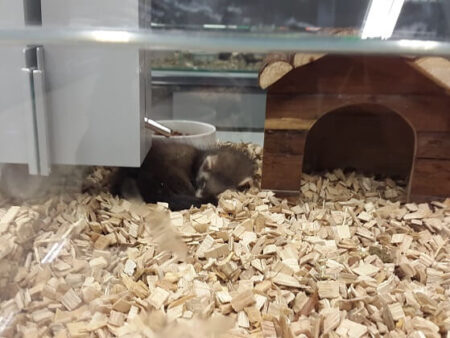 Complete Ferret Poop Guide: What Is Normal And What Isn't?