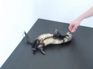 Do Ferrets Bite? Why? How To Stop A Ferret From Biting