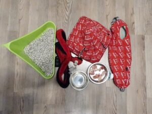 Complete Ferret Poop Guide: What Is Normal And What Isn't?