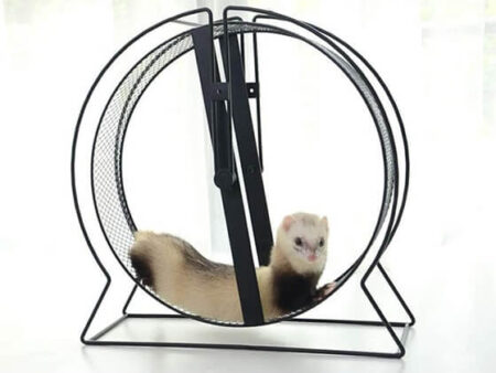 Complete Ferret Poop Guide: What Is Normal And What Isn't?