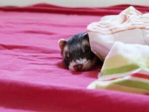 What Is Descented Ferret & Why You Shouldn't Encourage It?
