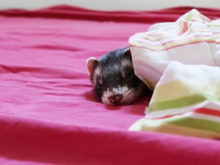 Angora Ferrets: What Do You Need To Know About This Type Of Ferret?