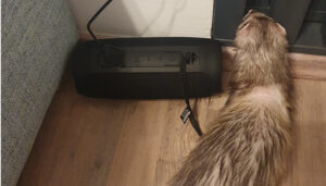 Bald/Hairless Ferret: Reasons For Ferret Hair Loss Explained