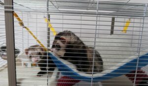 Keeping Ferrets As Pets: What Do You Need To Know?