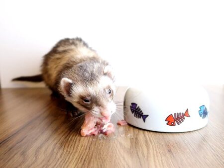 Smelly ferret - Friendly Ferret
