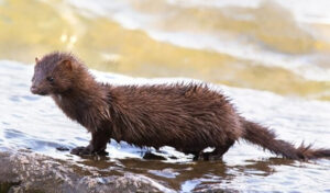 Mink vs Ferret: Guide For Difference Between Mink And Ferret