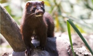 Mink vs Ferret: Guide For Difference Between Mink And Ferret
