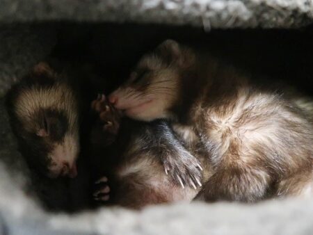Ferret Litter: How To Pick The Best Litter For Ferrets?