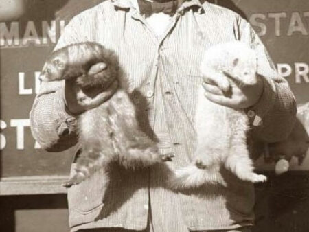 Ferret facts: all about ferrets - Friendly Ferret