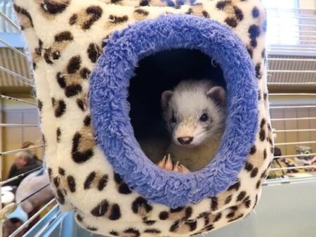 Complete Ferret Poop Guide: What Is Normal And What Isn't?