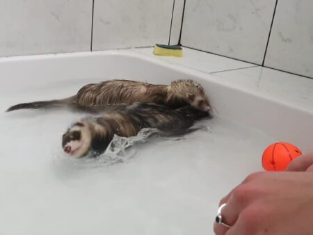 Traveling With Ferrets Complete Guide For A Ferret Road Trip