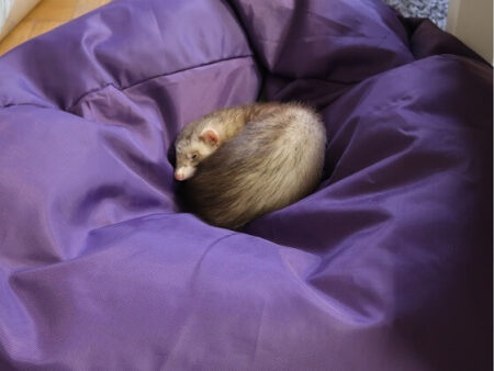 Baby And Adult Ferrets For Adoption: What You Need To Know?