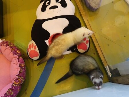 How To Cut Ferret Nails The Right Way: Guide With Steps