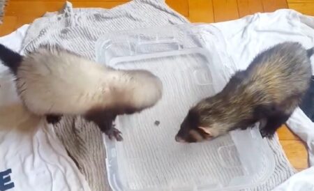 Can Ferrets Swim? Do Ferrets Like Water And Swimming?