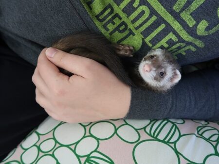 Ferret body types: Bulldog, Greyhound And Whippet Ferrets