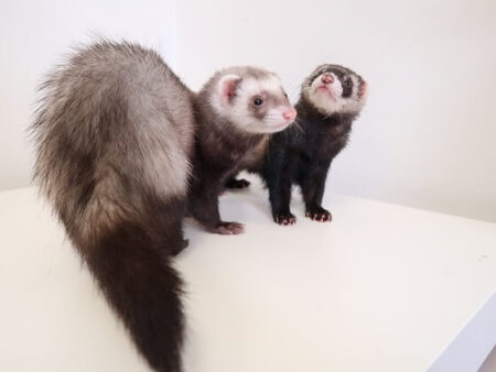 Mink vs Ferret: Guide For Difference Between Mink And Ferret