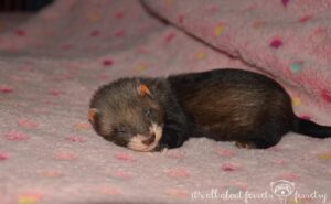 Baby Ferrets: How To Take Care Of & Where To Buy Ferret Kits?