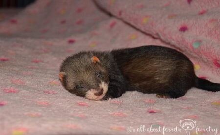 Baby Ferrets: How To Take Care Of & Where To Buy Ferret Kits?