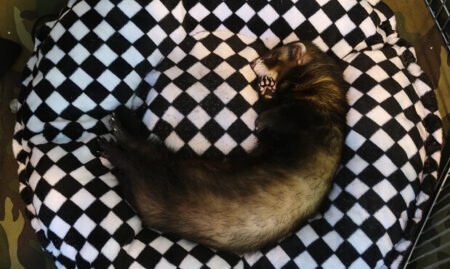 Ferret Polecat Hybrid: Should You Get One For Your Family?
