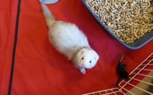 What Do Ferrets Eat? Everything You Need To Know About Ferret Diet