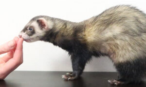 Best Ferret Treats: What Are Good Snacks For Ferrets?