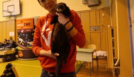 Male And Female Ferret Differences Explained: Which One Is For You?